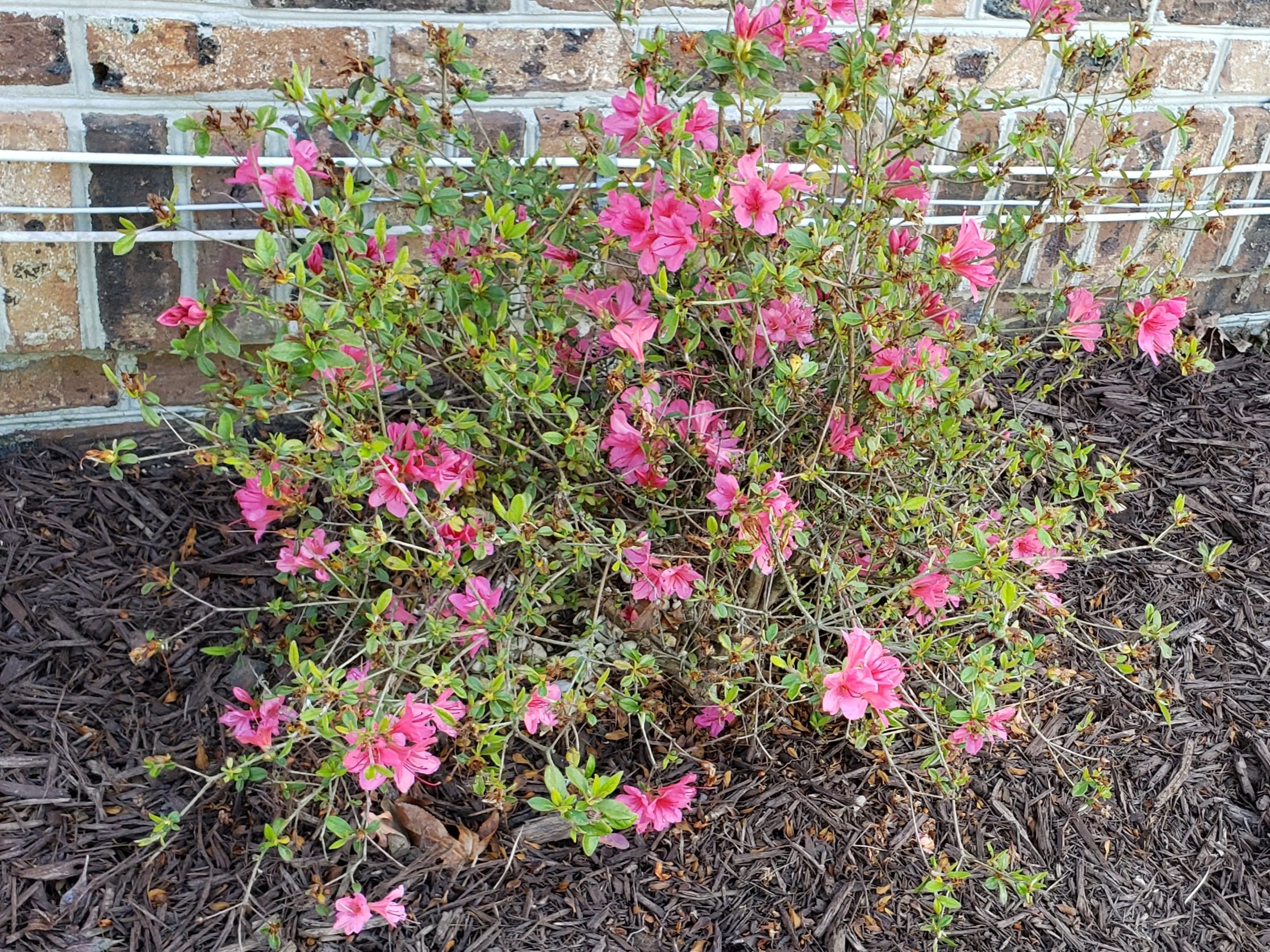 Azaleas – a Southern Signature – Miss Judy Writes