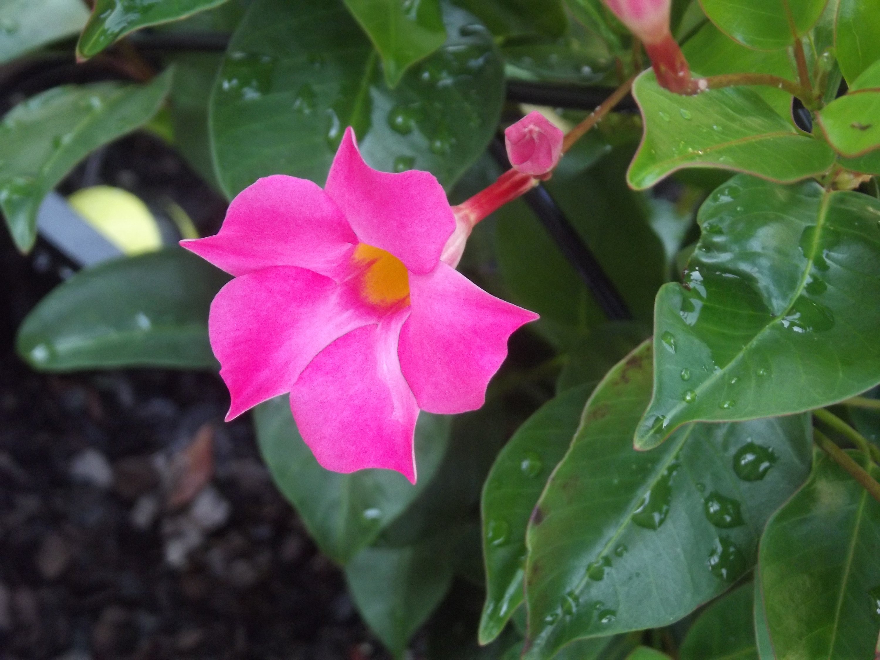 FOTD – Pretty in Pink- Mandevilla – Miss Judy Writes