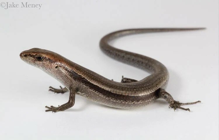 On the Demise of a Skink – Miss Judy Writes