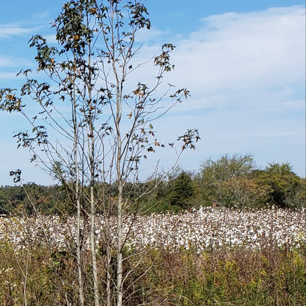 Those Old Cotton Fields Back Home – Miss Judy Writes